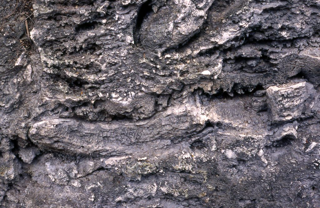 NP James on the Uplifted Reefs of Barbados | Barbados Fringing Reefs ...