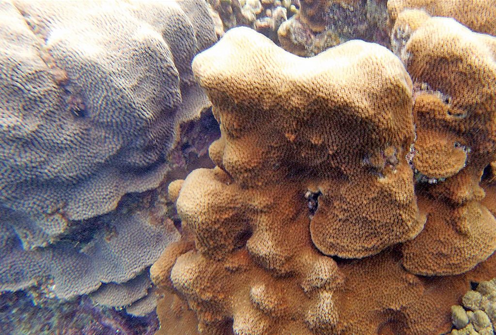 Orbicella annularis | Barbados Fringing Reefs & Seagrass Beds