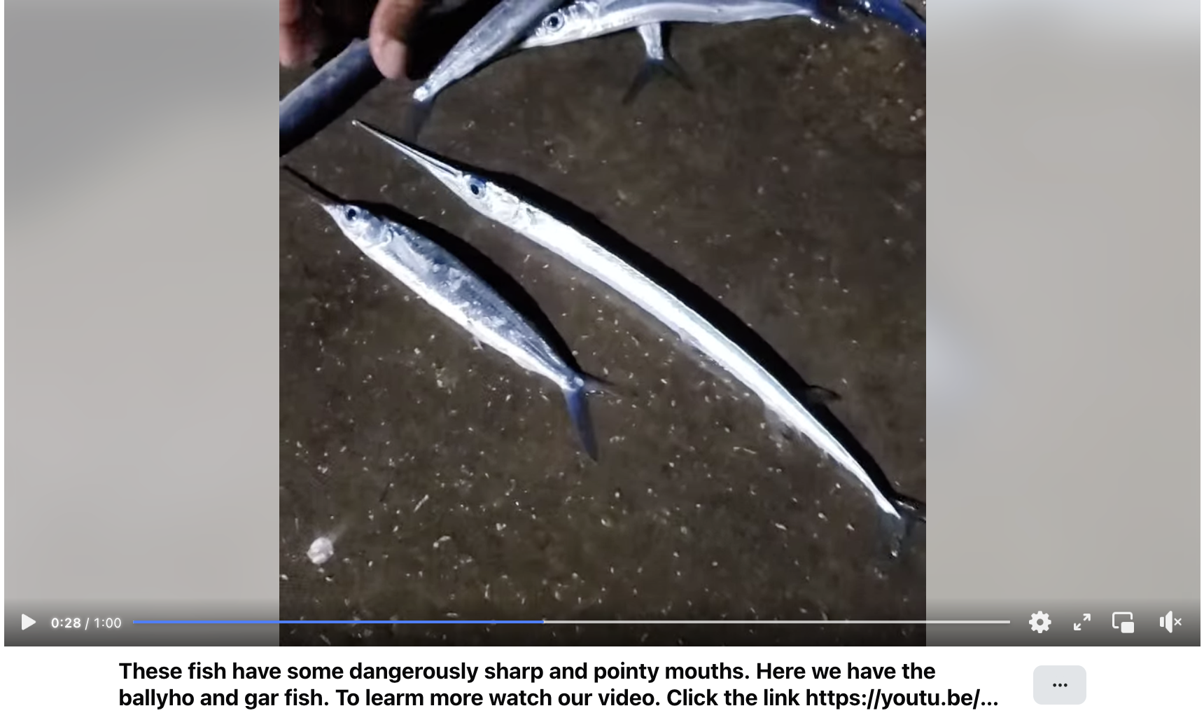 Search “Gar Fish” or Garfish + Barbados on Social Media | Barbados ...