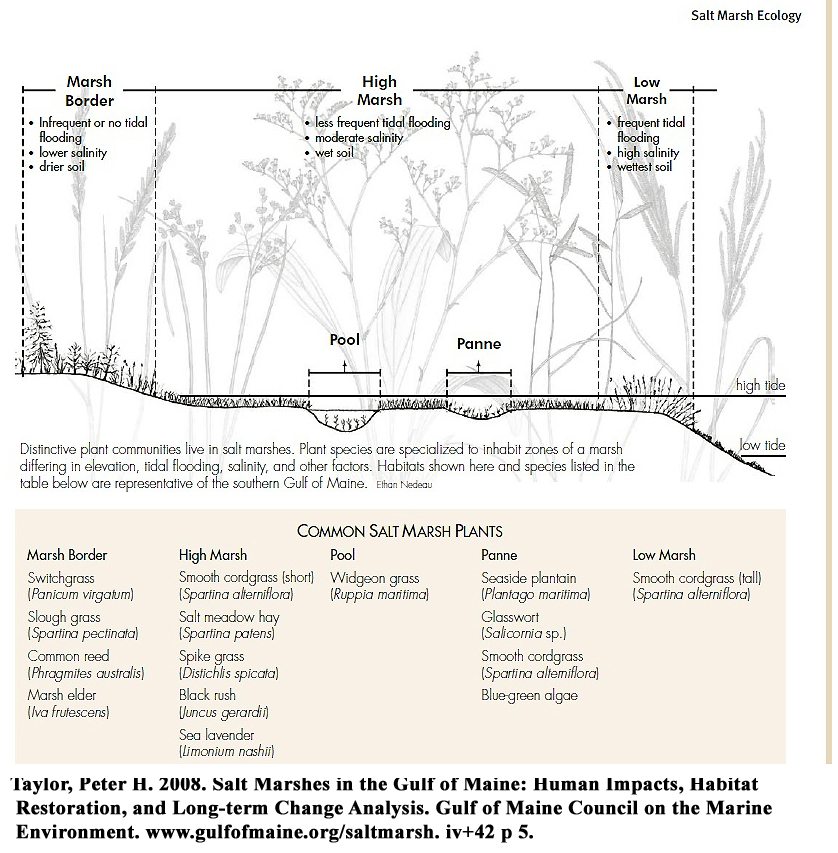 Creatures of the Salt Marsh.