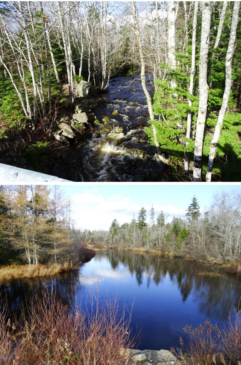 Common Snapping Turtle | Sandy Lake & Environs (Bedford, Nova Scotia)